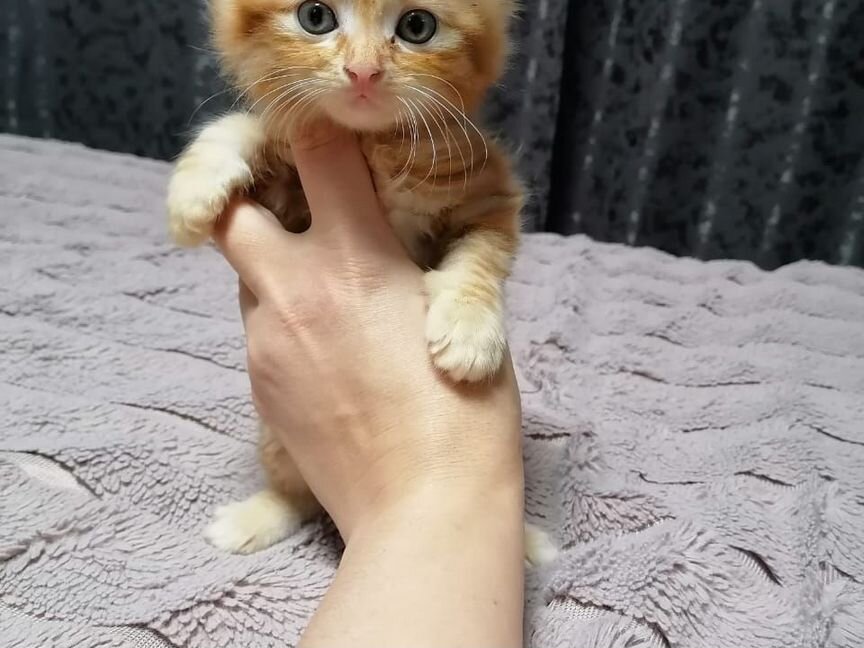Кошки курильский бобтейл