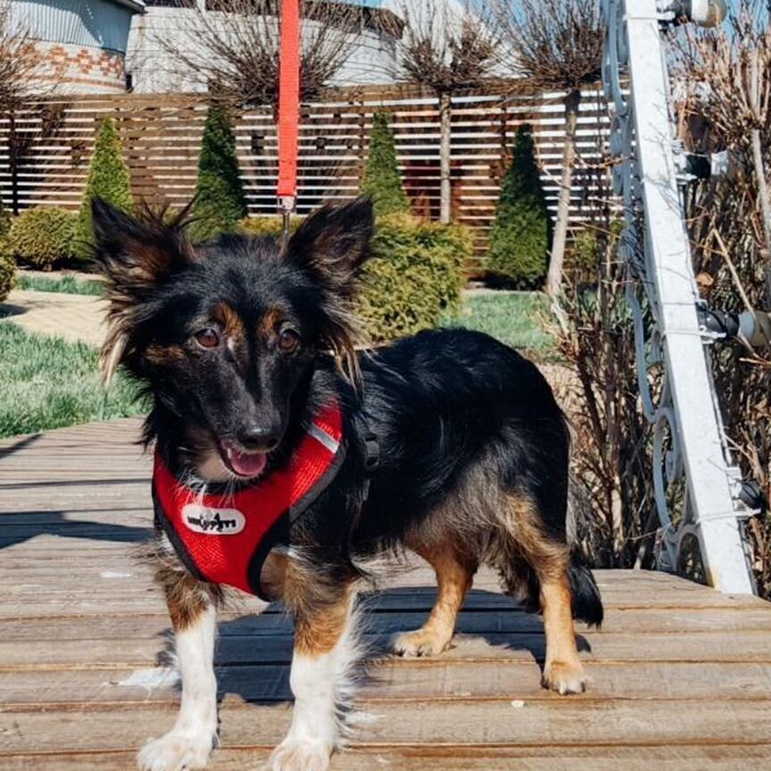 Взрослая собака в добрые руки