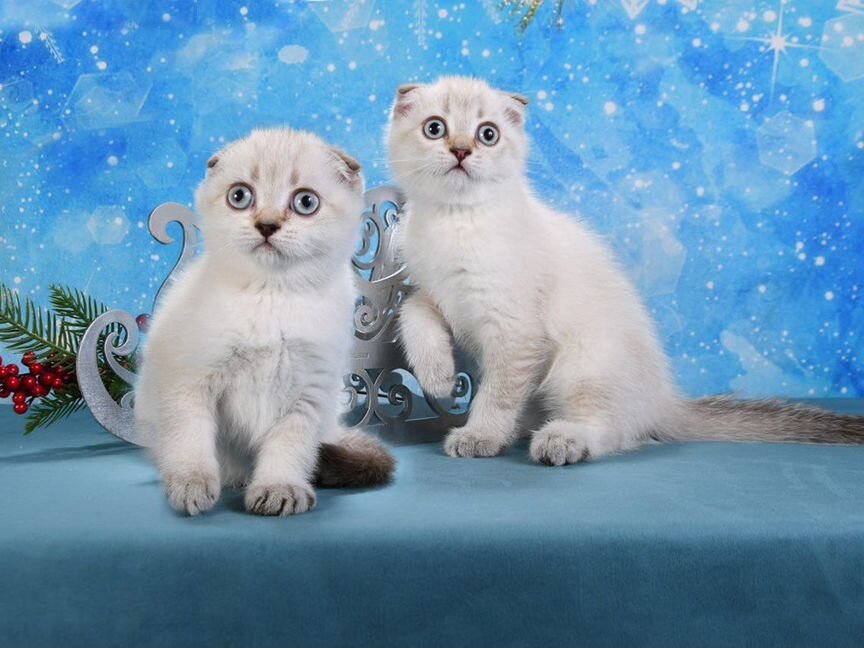 Шотландские котята