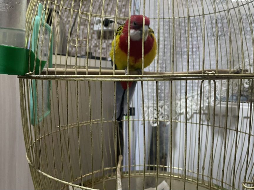 Попугай розелла