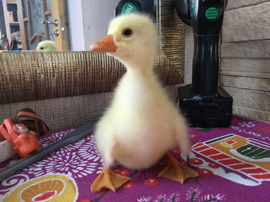 Инкубационное гусиное яйцо