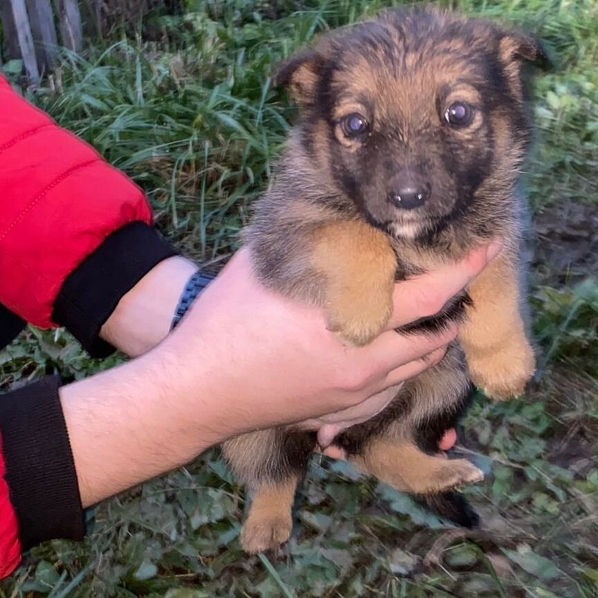 Щенок в добрые руки