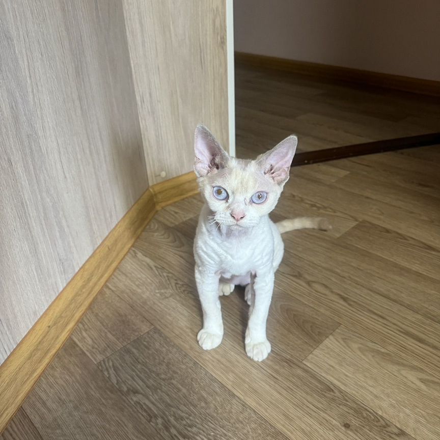 Продам кошечку девон рекс