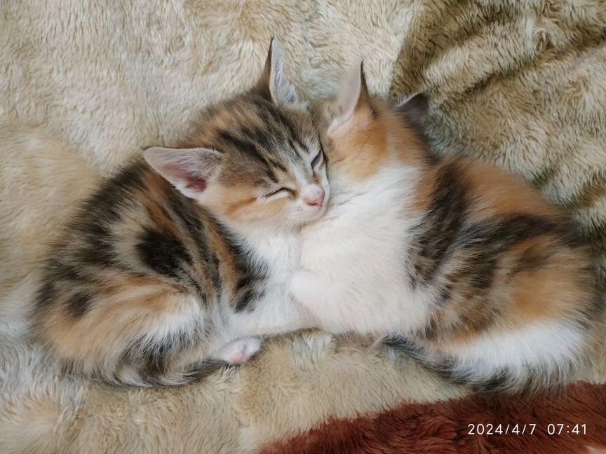 Котята дворянской породы