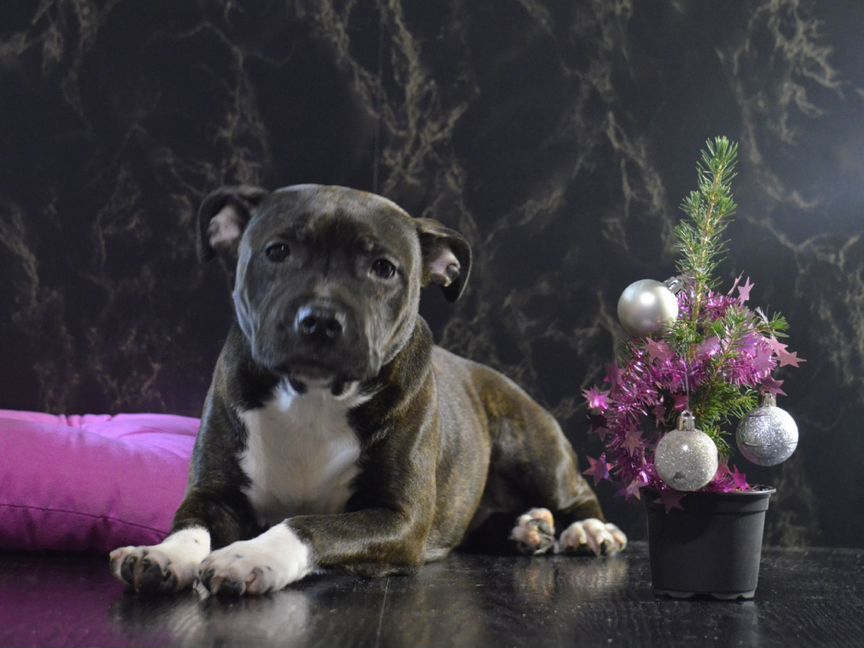 Стаффордширский бультерьер