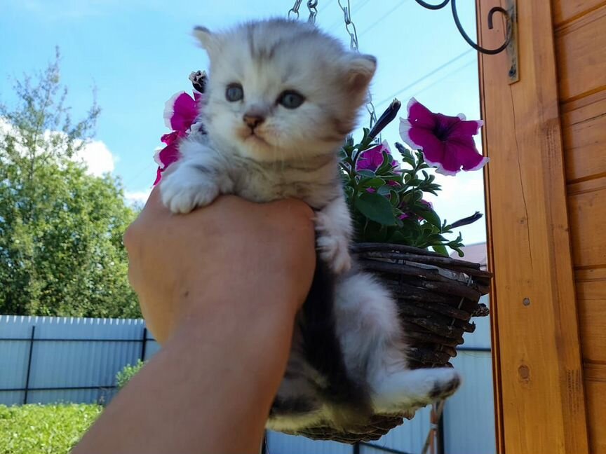 Шотландские вислоухие котята