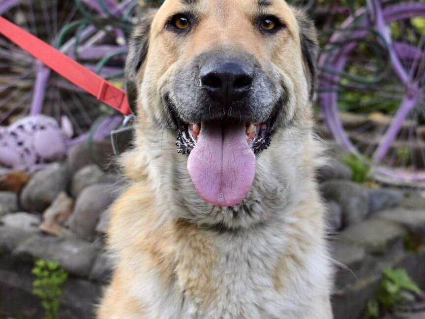 Красавица Маня 2 года ищет дом