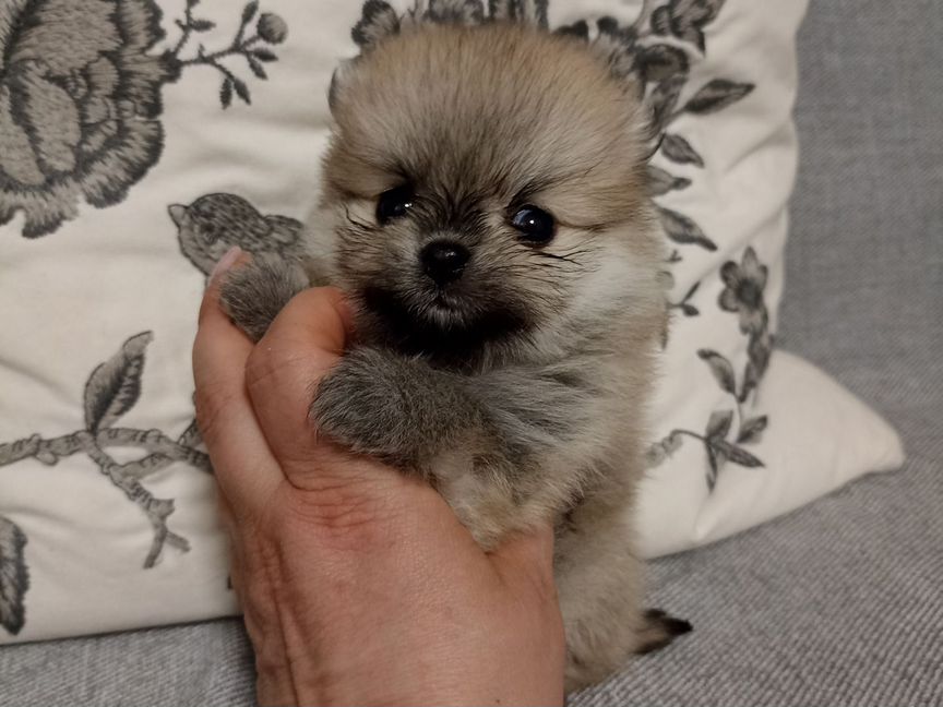 Померанский шпиц очаровательная мини - девочка