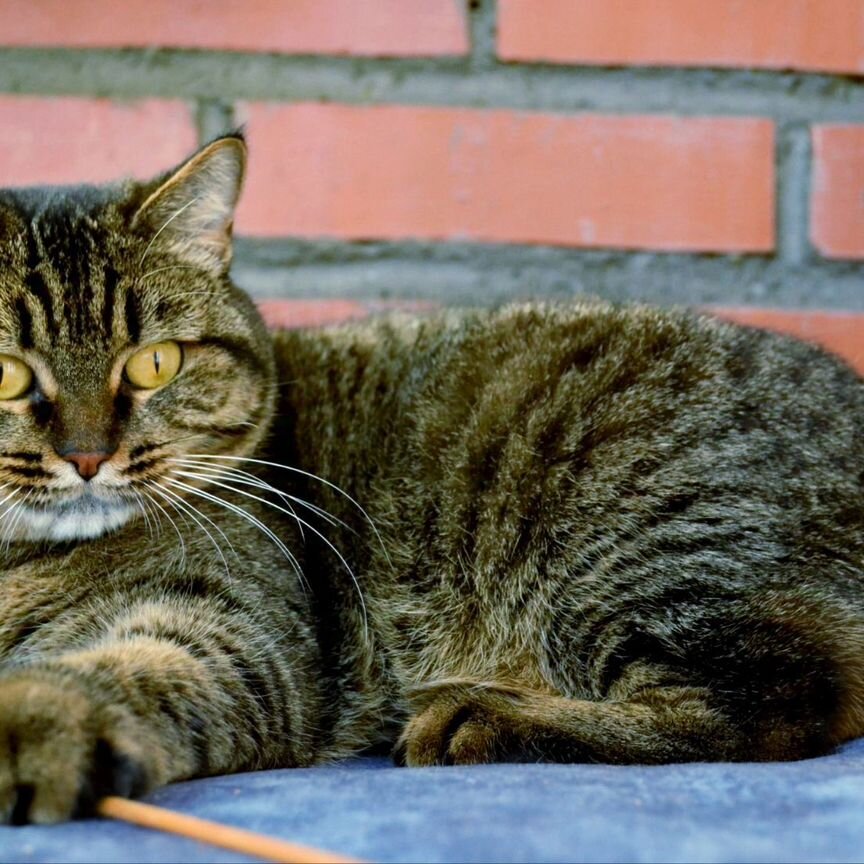 Отдам кошечку. Стерильная