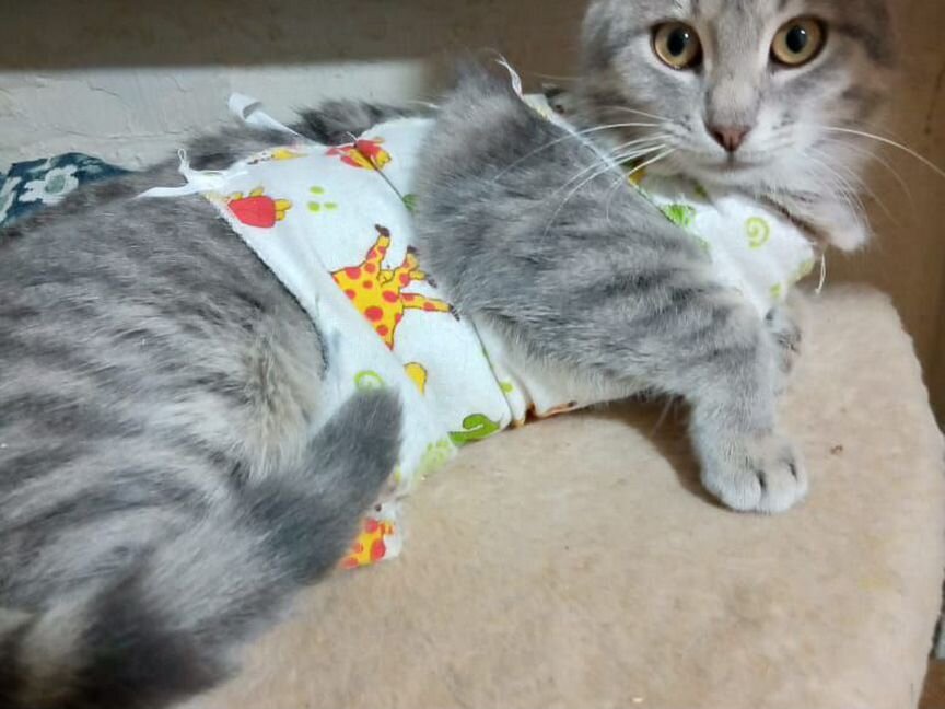 Серенький подросток девочка, серый таби, шпротик