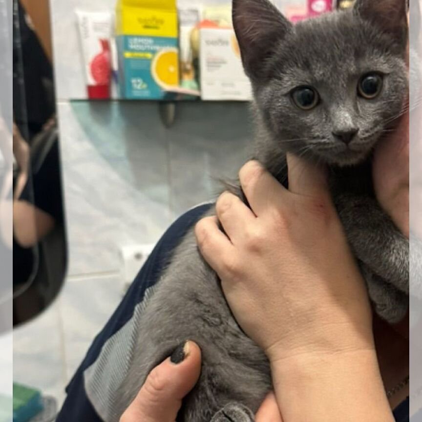 Котенок девочка курильский бобтейл