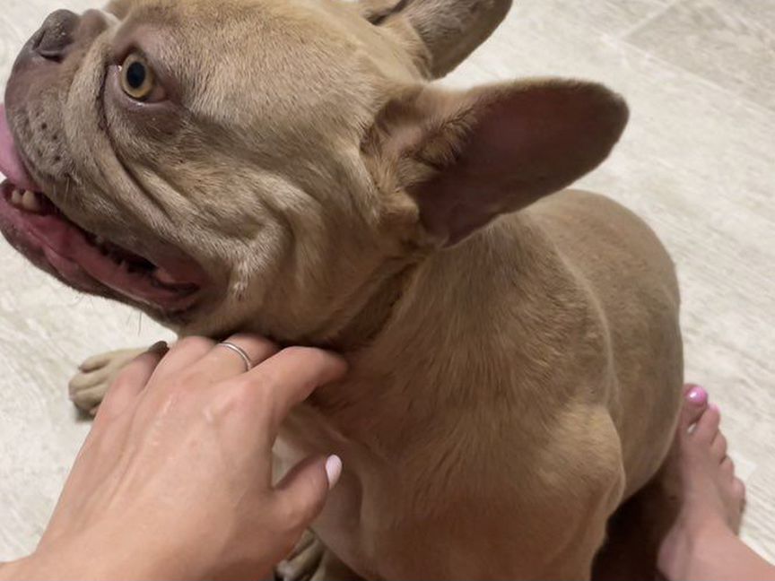 Французский бульдог изабелла