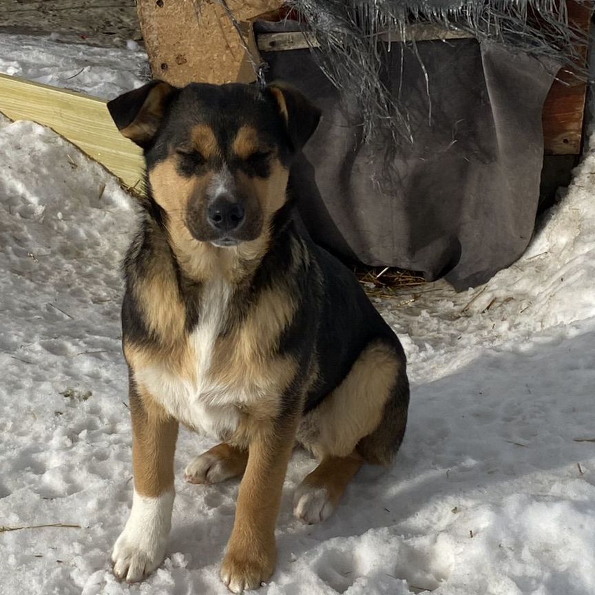 Щенок в добрые руки