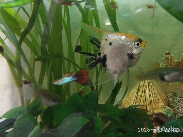 Рыба скалярия