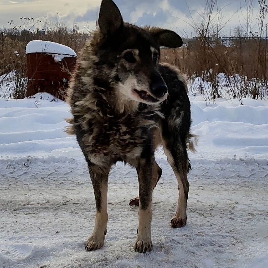 Взрослый пёс в добрые руки