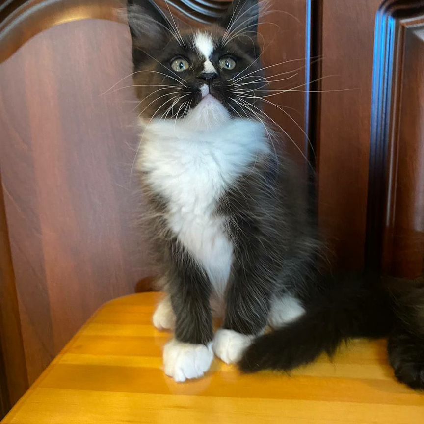 Котята мейн-кун