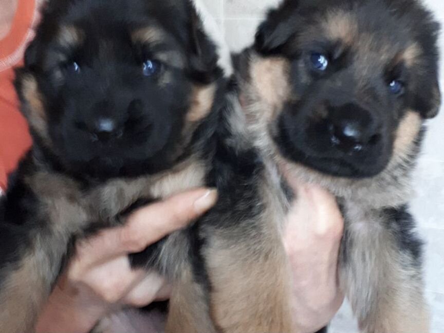 Немецкая овчарка