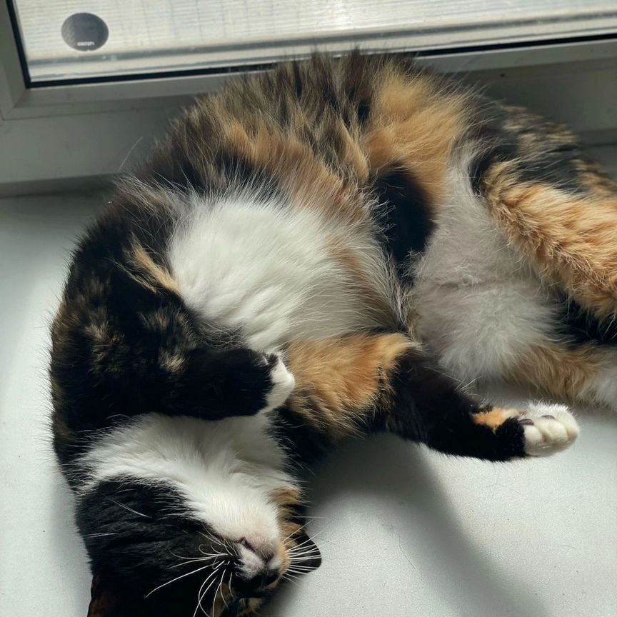 Кошечка офигенная красотка