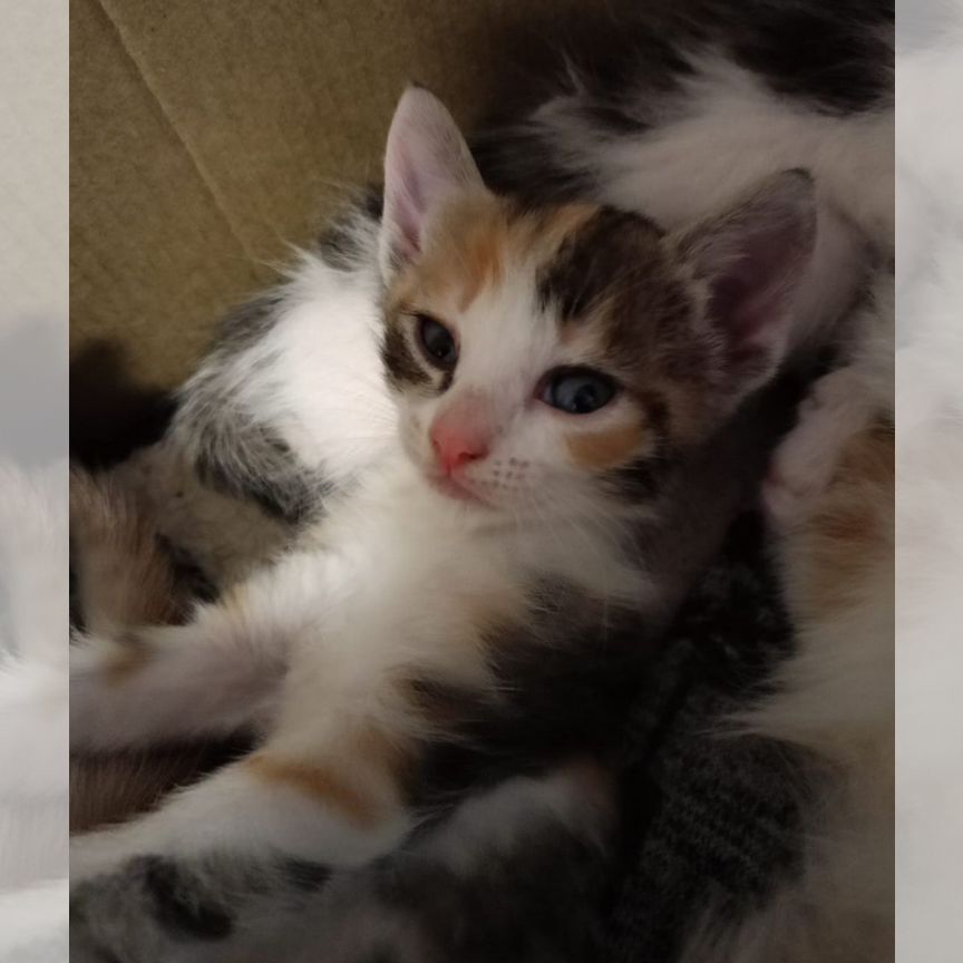 Отдам котят,от умной кошки