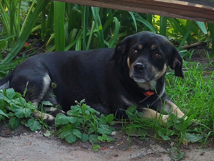 Собака в добрые руки