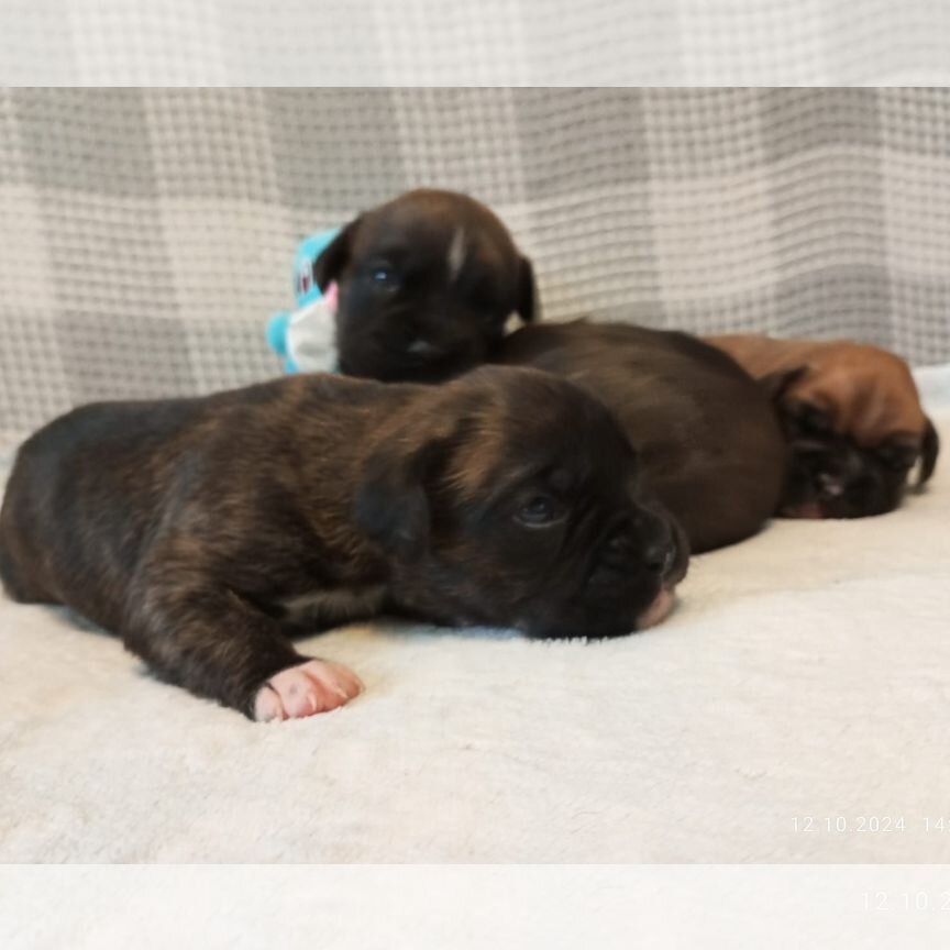 Щенки немецкого боксера