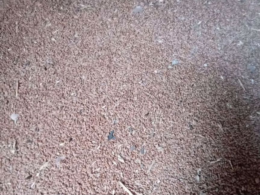 Соя, Соя корма