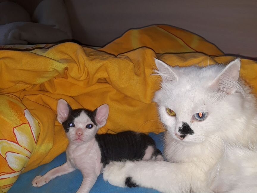 Ла-перм лаперм