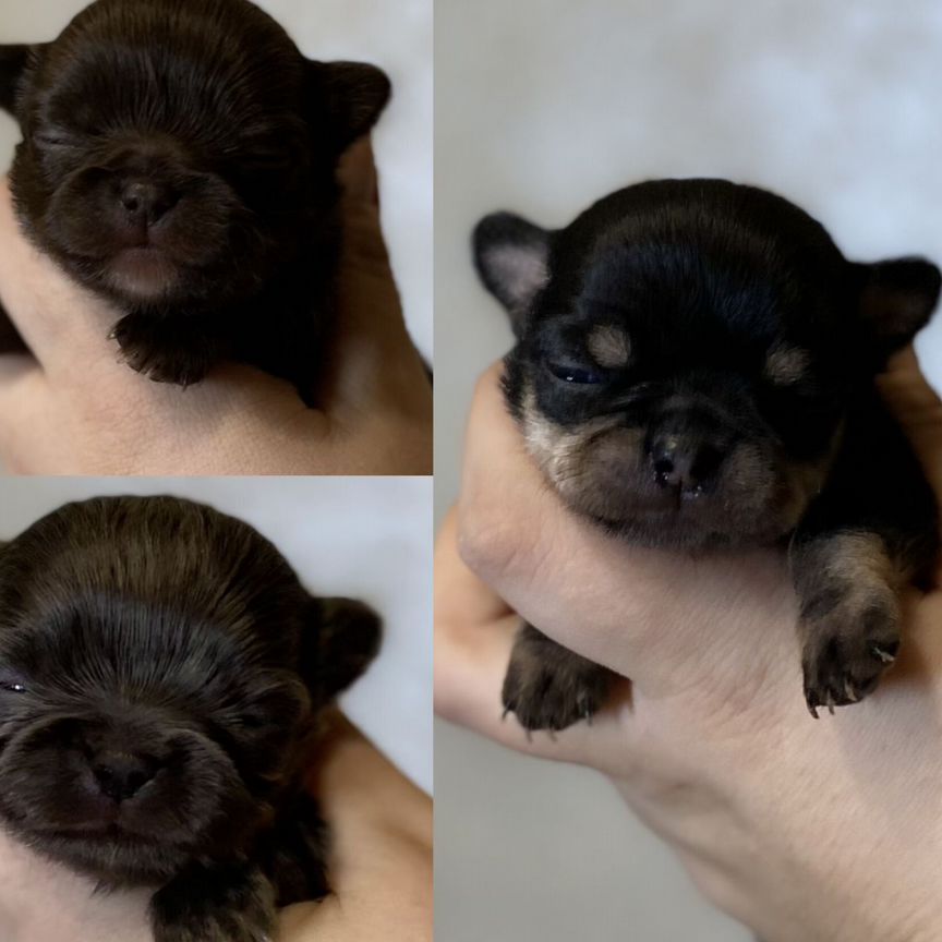 Чихуахуа, щенок