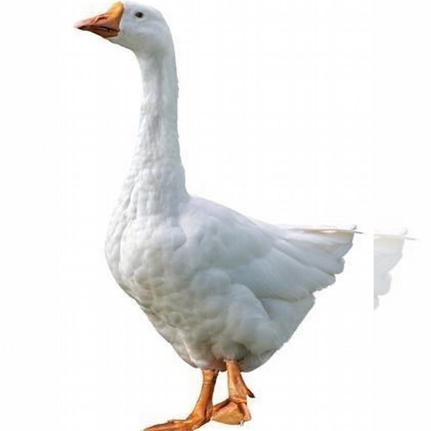 Гуси на племя