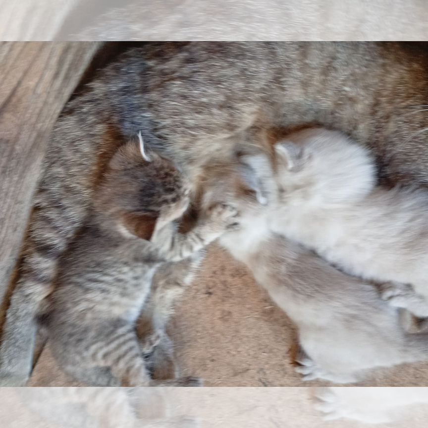 Котёнок в добрые руки
