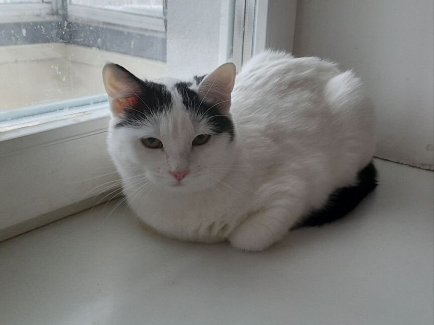 Милейшая кошечка 6 мес