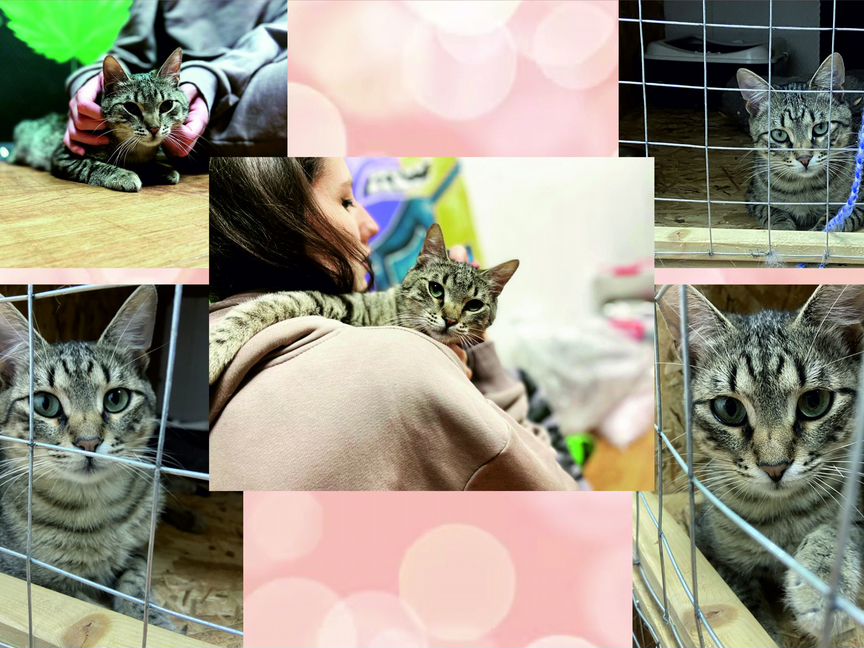 Котик ищет дом