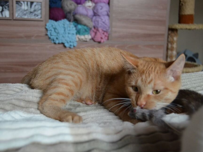 Отдам котика подростка. Кастрирован