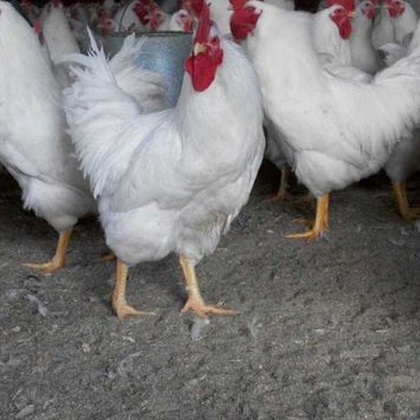 Куры не сушки Ломан вайт