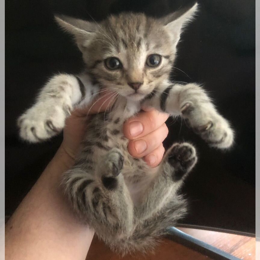 Котёнок в добрые руки