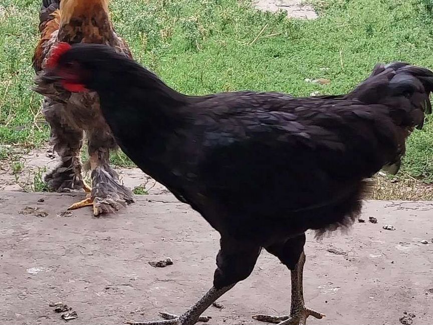 Молодые петушки