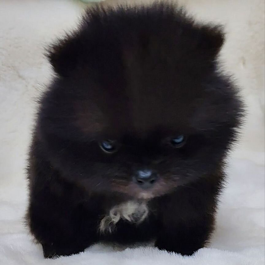 Померанский шпиц микро