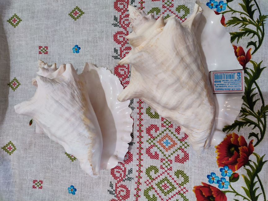 Ракушка морская большая