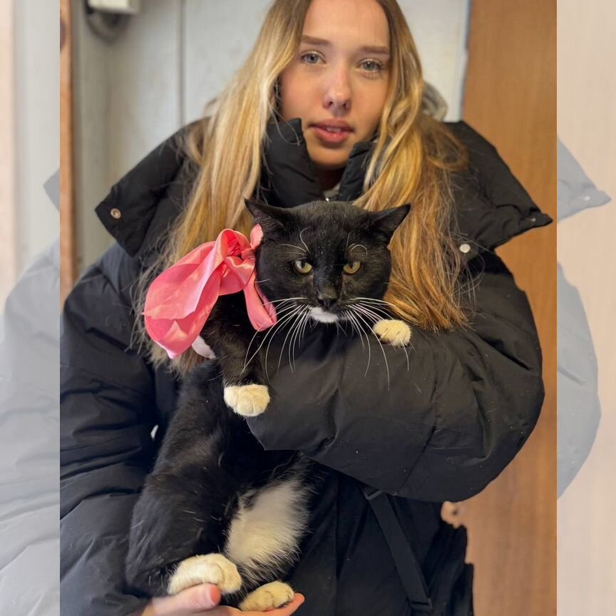 Взрослый кот в добрые руки