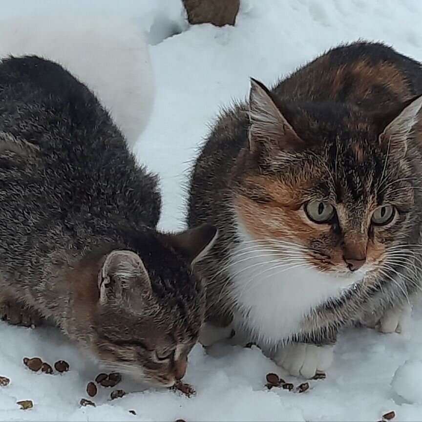 В добрые руки