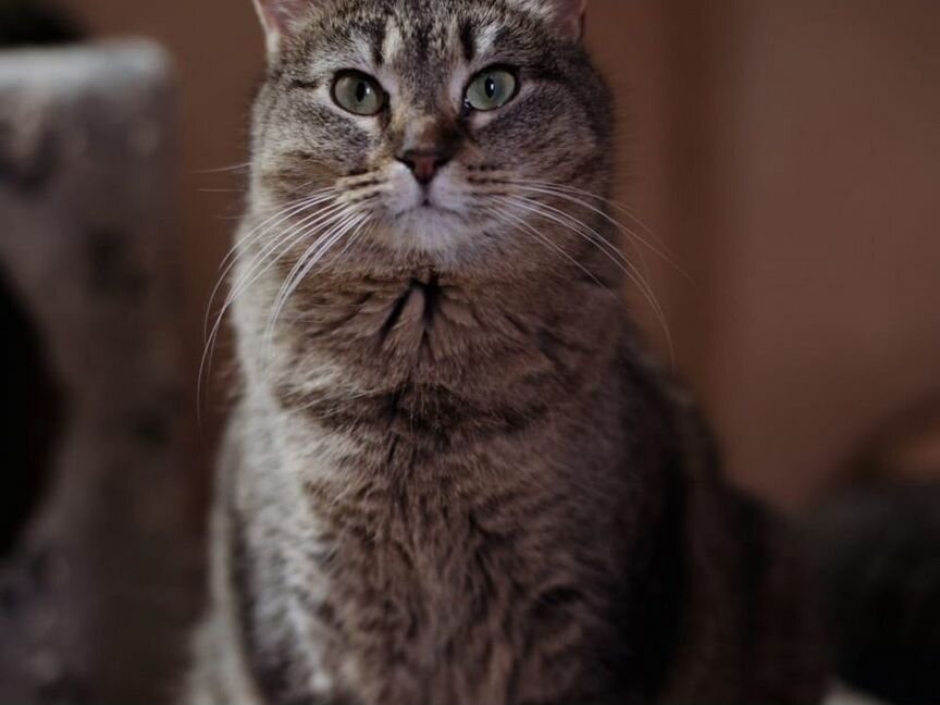 Кошечка Василиса