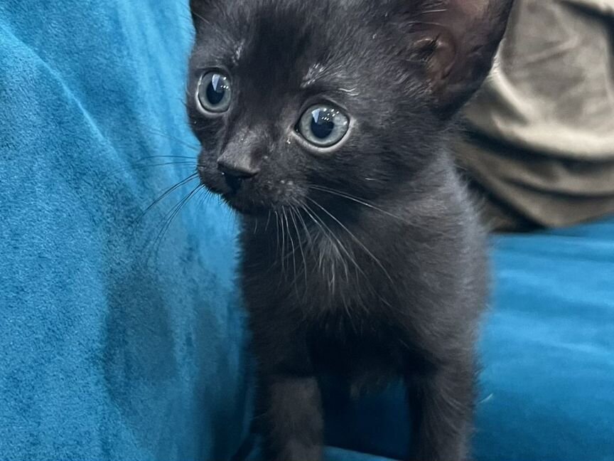 Котенок в добрые руки мальчик