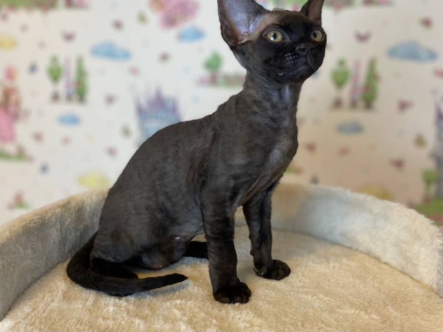 Котята девон-рекс с документами к Новому году