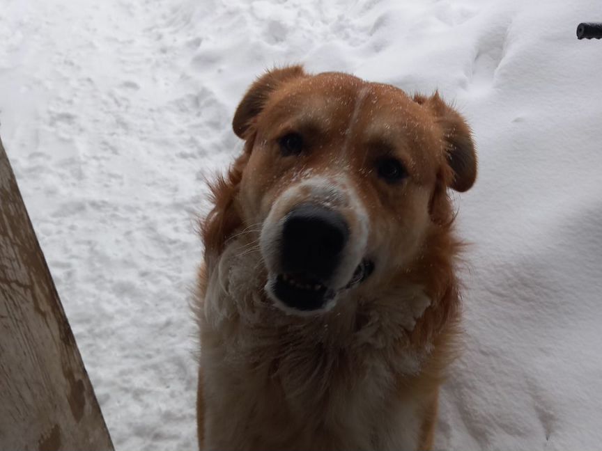 Собака в добрые руки отдам бесплатно