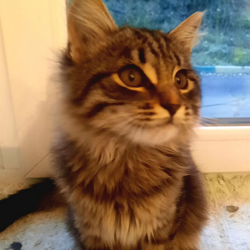 Котик в добрые руки