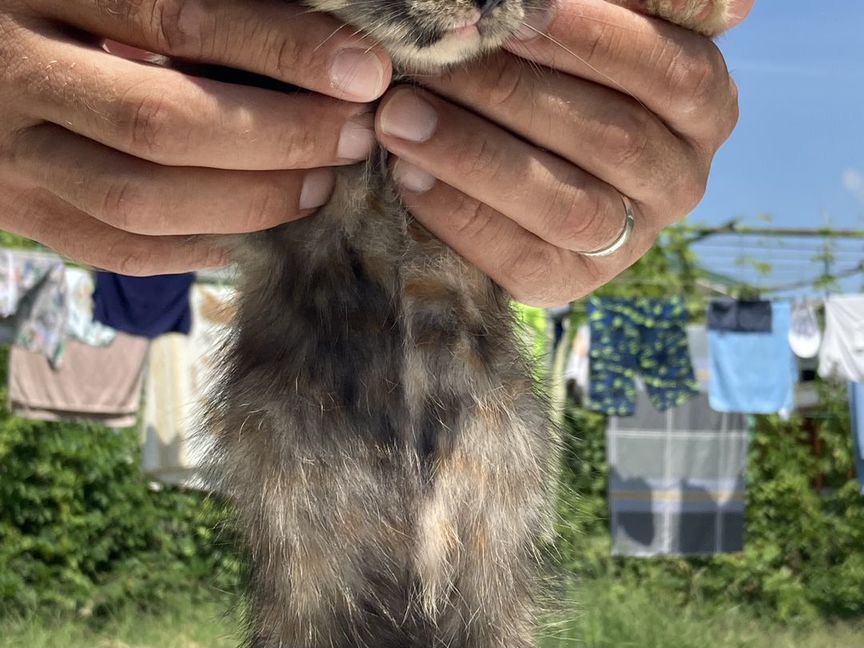 Котята озорнята в добрые руки