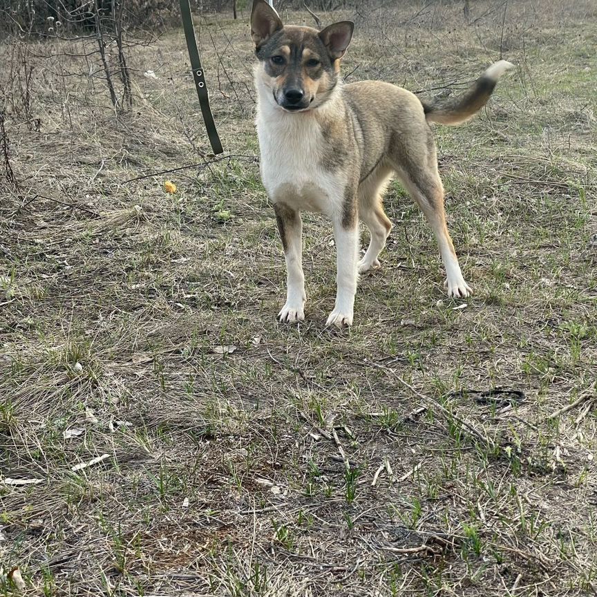 Ляля в добрые руки