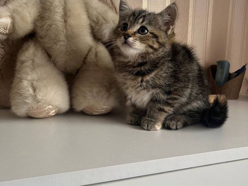 Мраморный котенок