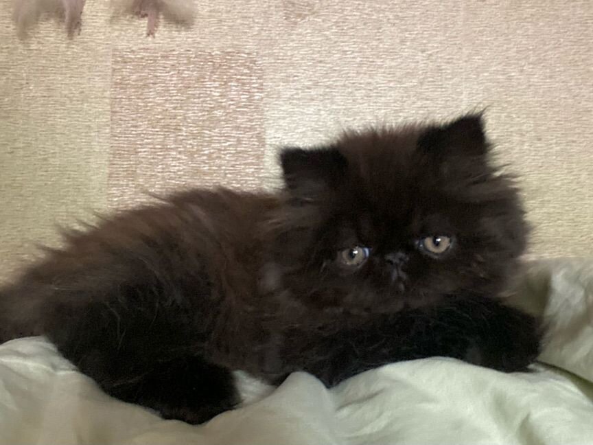 Персидский котенок