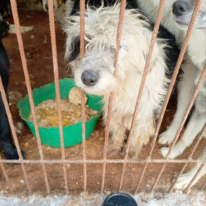 Болонка в отлове спасите в добрые руки